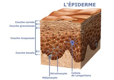 La peau et les différents phototypes - Dr Denjean, dermatologue ...